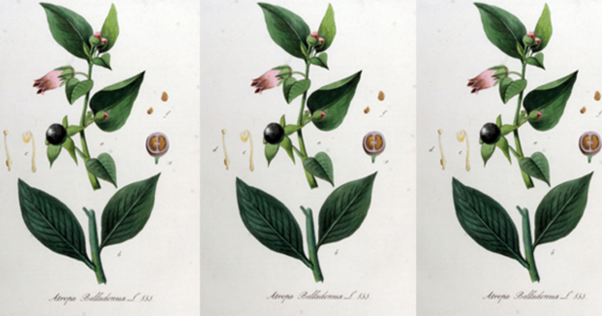 Belladonna Poisonous Plant