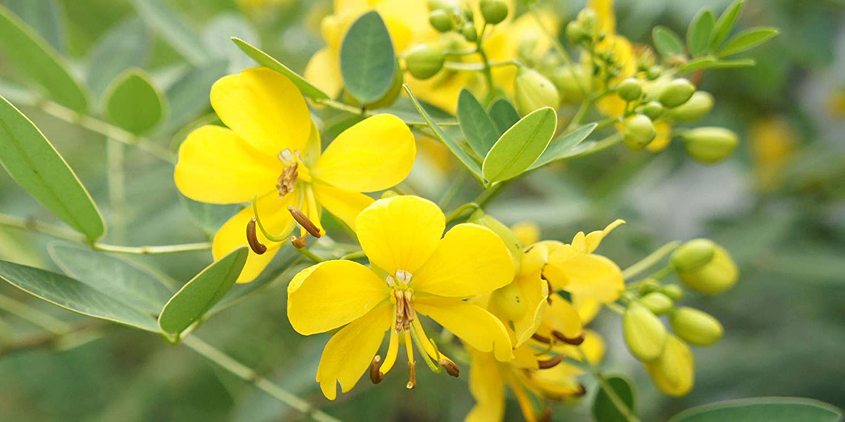 Civil War Medicinal Herb Garden - How Senna Was Used as a Remedy ...